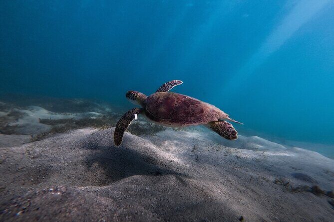 VIP San Juan: Snorkeling Tour with Turtles with Free Videos - The Value and Cost