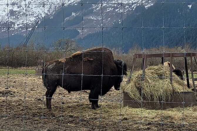 VIP Tour from Anchorage to Alaska Wildlife Conservation Center - The Value of This Tour