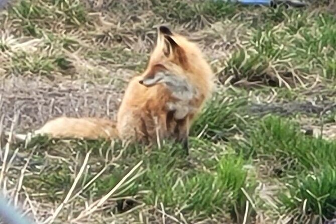 VIP Tour from Anchorage to Alaska Wildlife Conservation Center - The Sum Up