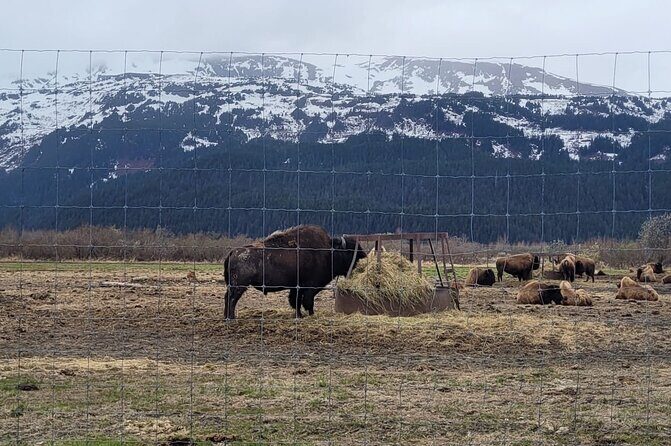 VIP Tour from Anchorage to Alaska Wildlife Conservation Center - FAQ