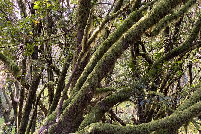 VIP tour of La Gomera from Tenerife - The Complete Experience: A Deep Dive into the Itinerary