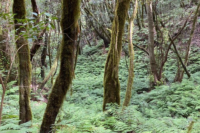 VIP tour of La Gomera from Tenerife - Who Will Love This Tour?