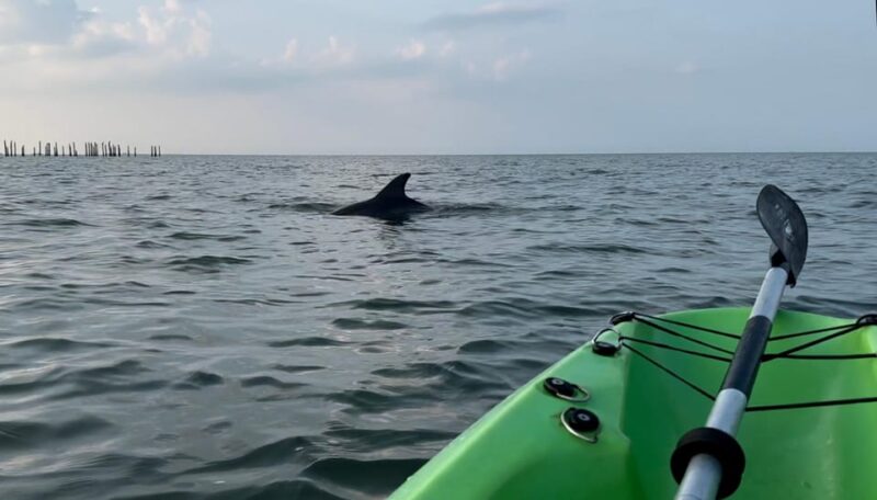 Virginia Beach: Dolphin Kayak Tour: This is a Workout! - The Practicalities