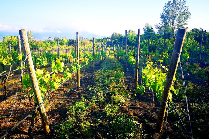 Visit 2 wine producers with tasting and transportation included - Key Points