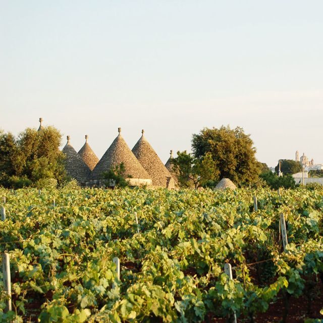 Visit a winery and an oil mill in Cisternino - Tasting and Refreshments