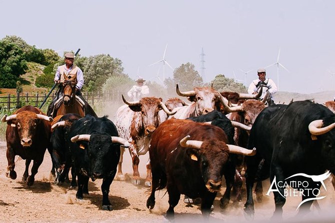 Visit Alvaro Domecq Horses and Brave Bulls in Freedom - A Closer Look at the Alvaro Domecq Horses and Brave Bulls Tour in Andalucia