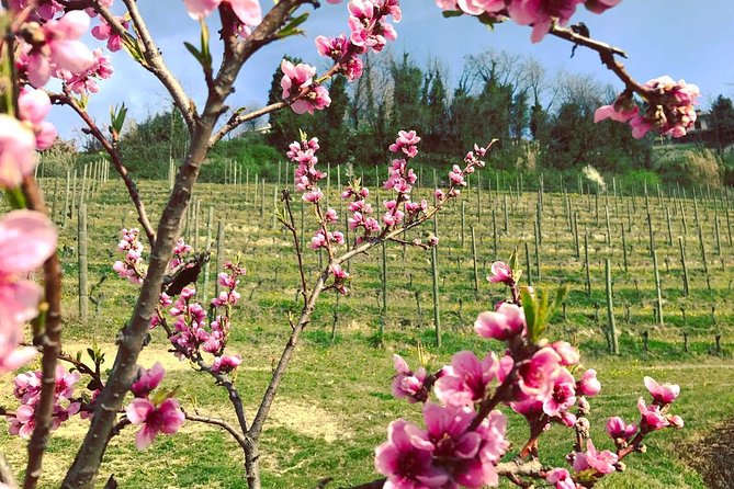 Visit among vineyards and wine cellar with wine tasting in Nizza Monferrato - Final Thoughts