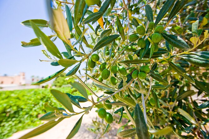 Visit and Private Tasting of EVO Oil and Organic Wine - Key Points