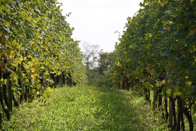 Visit and Tasting of 3 D.O.C. Wines Fontechiara - Key Points