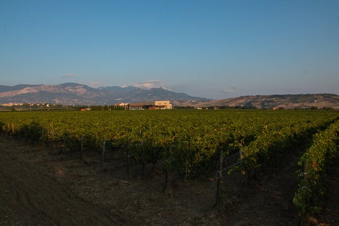 Visit and wine tasting 30 minutes from Pescara - The Sum Up
