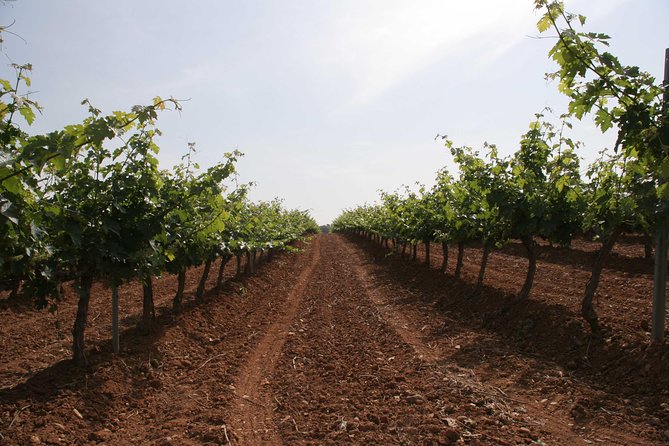 Visit and Wine Tasting With Sausage and BODEGA PIRINEOS Cheese - Highlights From Customer Feedback