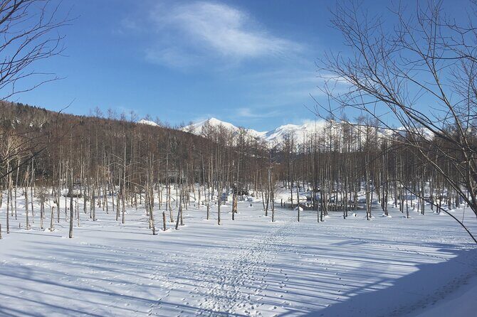 Visit Asahiyama Zoo, Fascinating Aoi-Ike from Sapporo - Final Thoughts on Value and Suitability