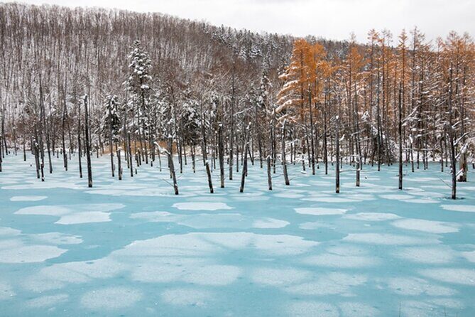 Visit Asahiyama Zoo, Fascinating Aoi-Ike from Sapporo - FAQ: Your Top Questions Answered
