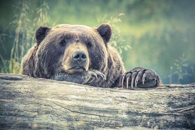 Visit Bear Rescue Center From Agra - An Honest Breakdown of the Experience
