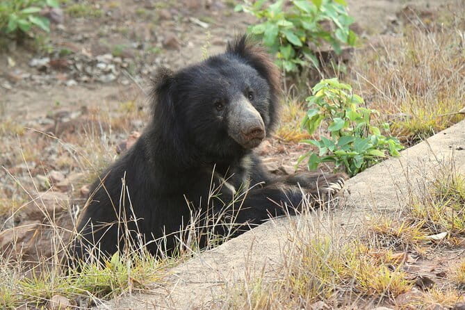 Visit Bear Rescue Center From Agra - Who Will Enjoy This Tour?