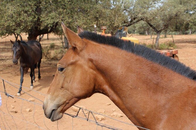 Visit Between Bulls and Horses - Key Points