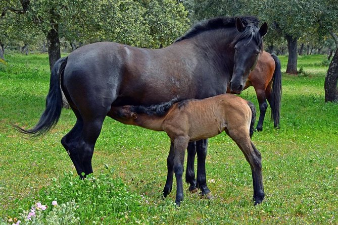 Visit Between Bulls and Horses - Educational Opportunities