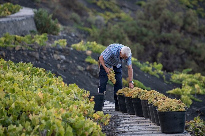 Visit Bodegas Teneguía Winery in La Palma With Wine Tasting - Positive Testimonials From Satisfied Guests