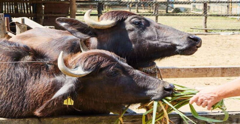 Visit buffalo farm, cooking-class forest, Kuang Si waterfall - FAQ