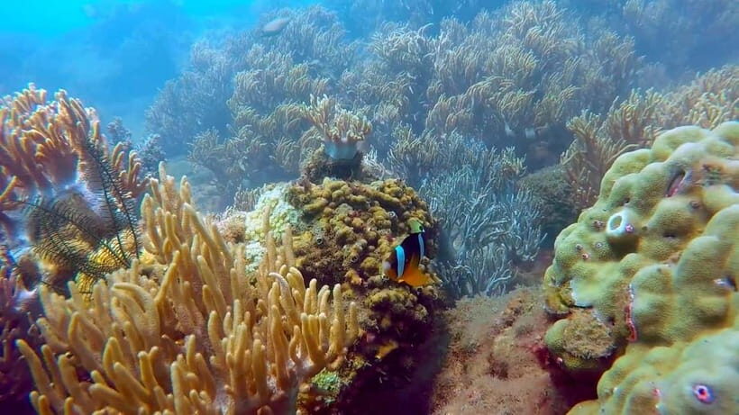 Visit Cham Islands & Snorkelling & Scuba Diving - Key Points