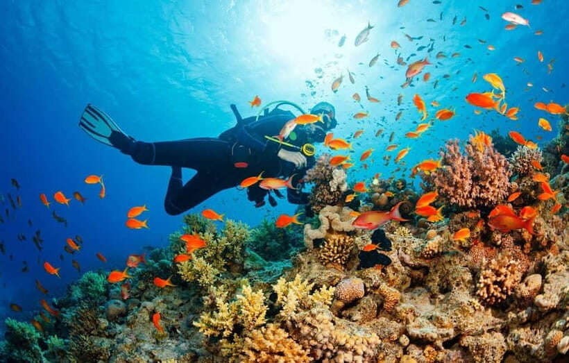 Visit Cham Islands & Snorkelling & Scuba Diving - FAQ: Your Questions About the Cham Islands Tour