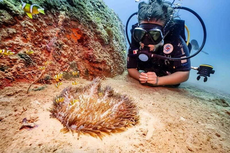 Visit Cham Islands & Snorkelling & Scuba Diving - An Introduction to the Cham Islands Tour