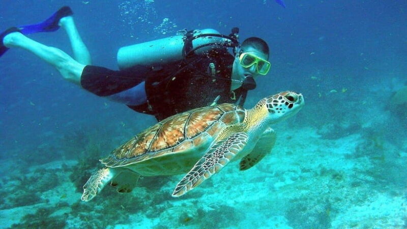 Visit Cham Islands & Snorkelling & Scuba Diving - The Value of This Tour