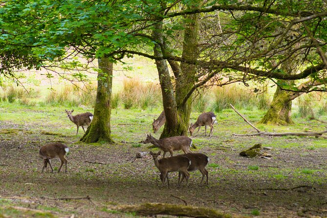 Visit Innisfallen Island - Historical Significance