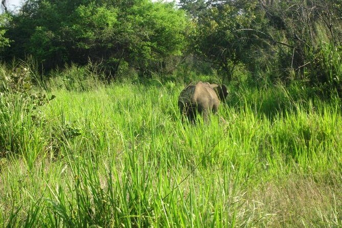 Visit Jeep Safari at Minneriya National Park From Kandy - An Overview of the Safari Experience