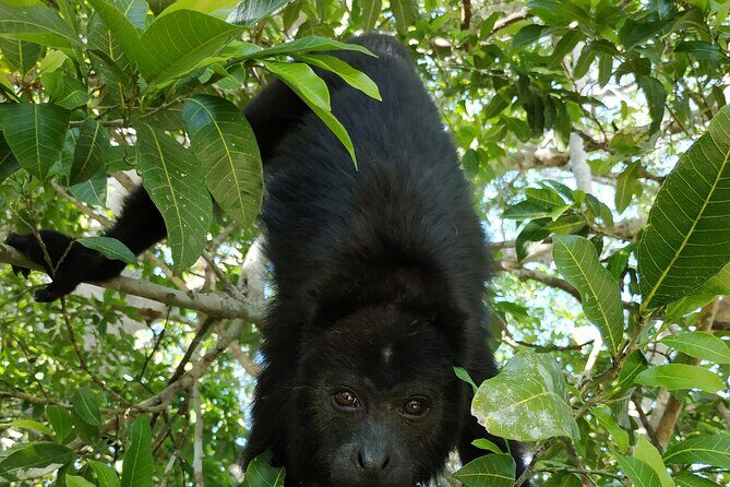 Visit Kohunlich with the option of Professional Native Guides - What’s Included and What’s Not