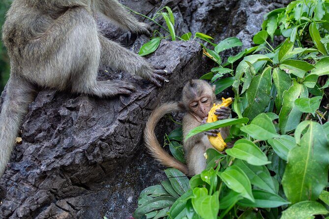 Visit of Lopburi, the monkey's city, from Bangkok with your English-speaking guide - FAQ