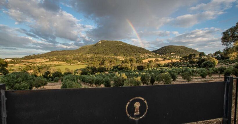 Visit of the olive grove, olive oil tasting and snack - Exploring the Heart of Mallorca’s Olive Oil Scene