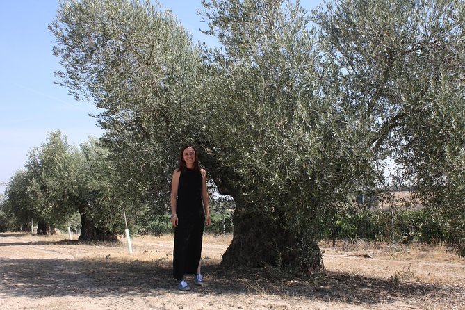 Visit Olive Grove Centenary With Oil Tasting Course - Participant Information and Reviews