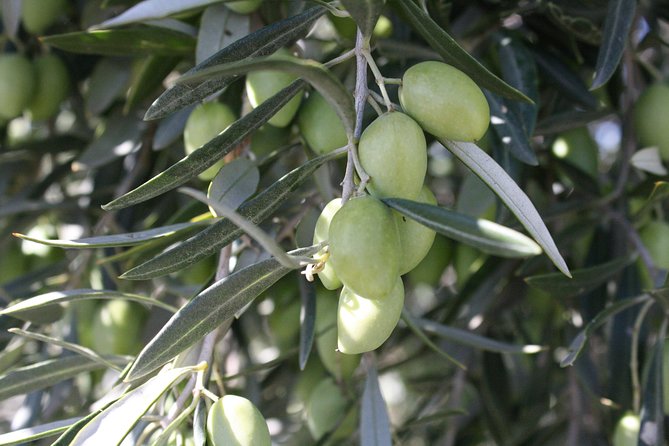 Visit Olive Grove Centenary With Oil Tasting Course - Booking and Cancellation Policies
