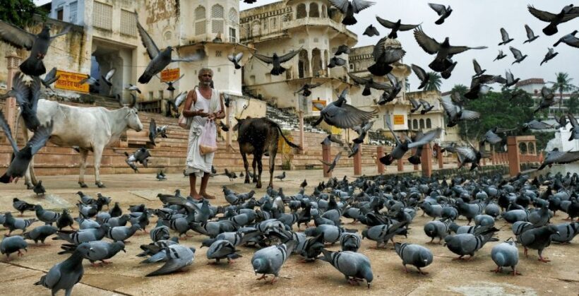Visit Pushkar with Jaipur Drop from Bikaner - Key Points