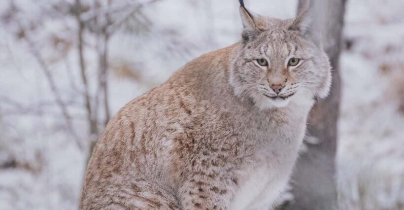 Visit Ranua Wildlife Park with Photographer - Introduction