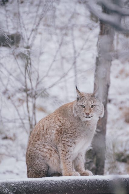 Visit Ranua Wildlife Park with Photographer - FAQs