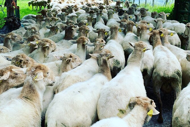 Visit San Sebastian and a Family Cheese Farm with Tasting (From Bilbao) - Practical Tips for Making the Most of Your Day