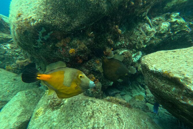 Visit Secret beaches and enjoy private guided Snorkel tour - An In-Depth Look at the Tortola Snorkel and Beach Tour