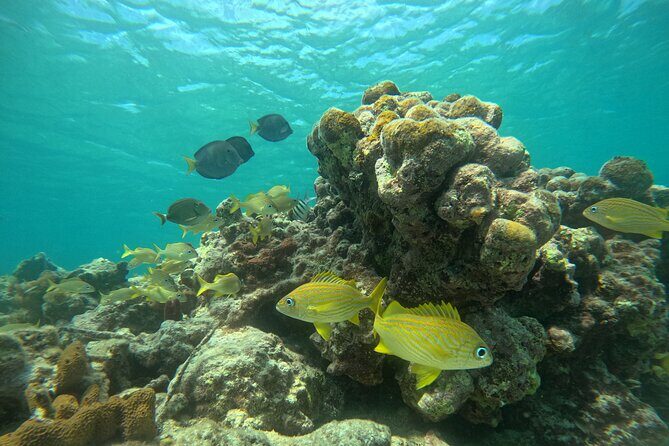Visit Secret beaches and enjoy private guided Snorkel tour - FAQs