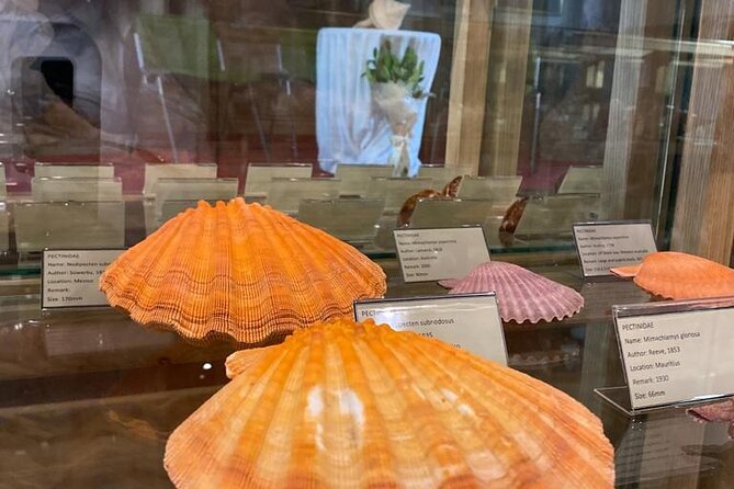 Visit Shell Museum Cavtat - Key Points