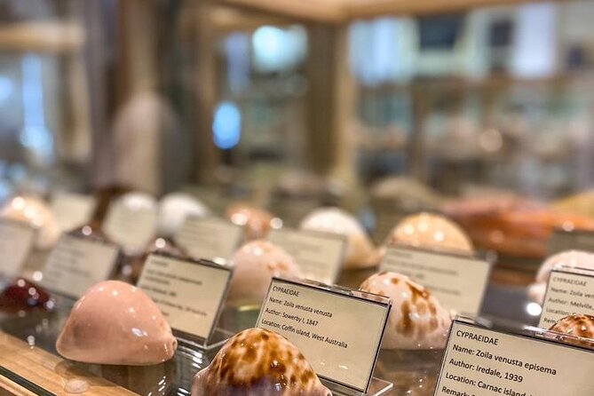 Visit Shell Museum Cavtat - Admission Prices and Inclusions