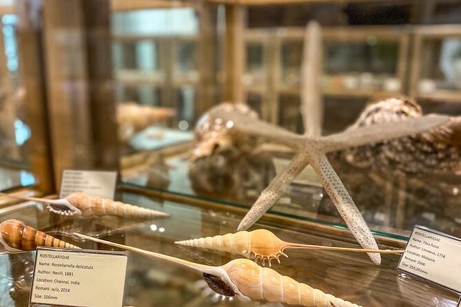 Visit Shell Museum Cavtat - Shell Collection Overview