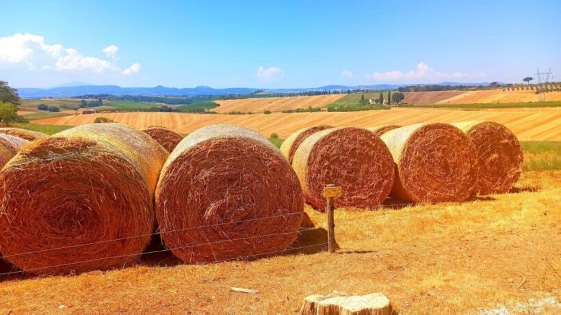 Visit Siena and San Gimignano with lunch at a family farm - Key Points