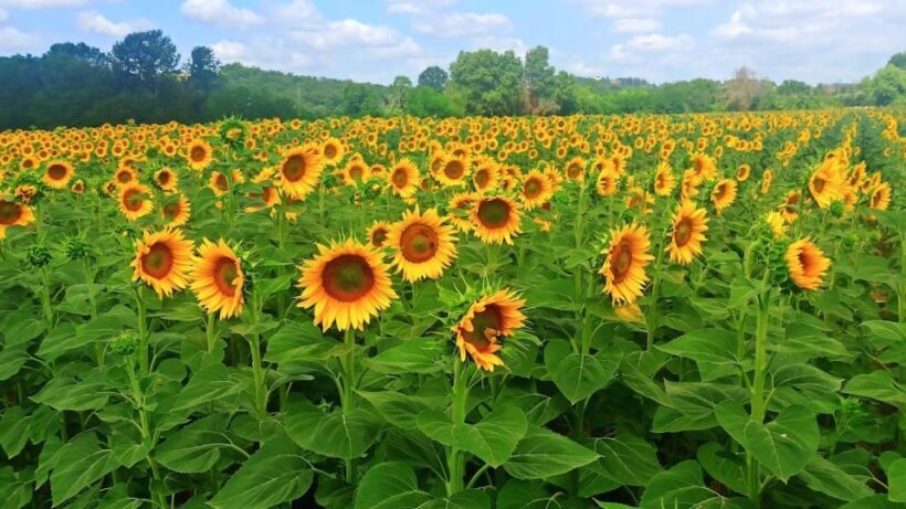Visit Siena and San Gimignano with lunch at a family farm - Who This Tour Is Perfect For