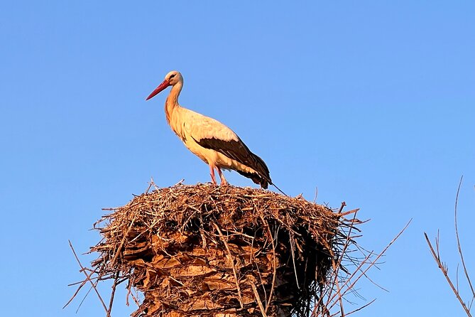 Visit Silves Medieval Town by Boat with Hop-Off Hop-On - Who Should Consider This Tour?