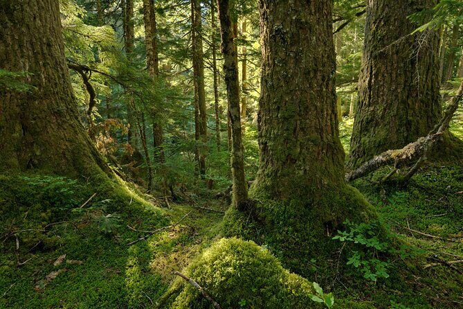 Visit Snoqualmie waterfall and an old Forest (Transport Included) - An Authentic Look at the Tour Experience