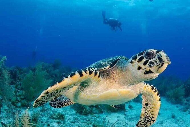 Visit the Cousteau Reserve By Boat Without a License - Key Points