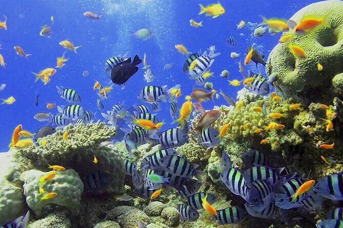 Visit the Cousteau Reserve By Boat Without a License - Exploring the Experience in Detail