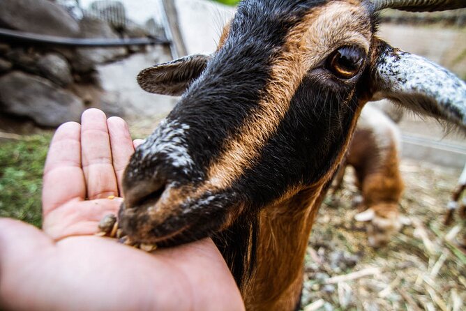 Visit the Ethnographic Park of La Gomera - The Self-Led Tour With Audio Guide Options